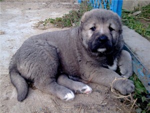 Азербайджанский гурдбасар фото