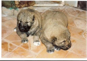 Азербайджанский гурдбасар фото