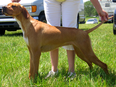 Герта-пойнтер — информация о породе